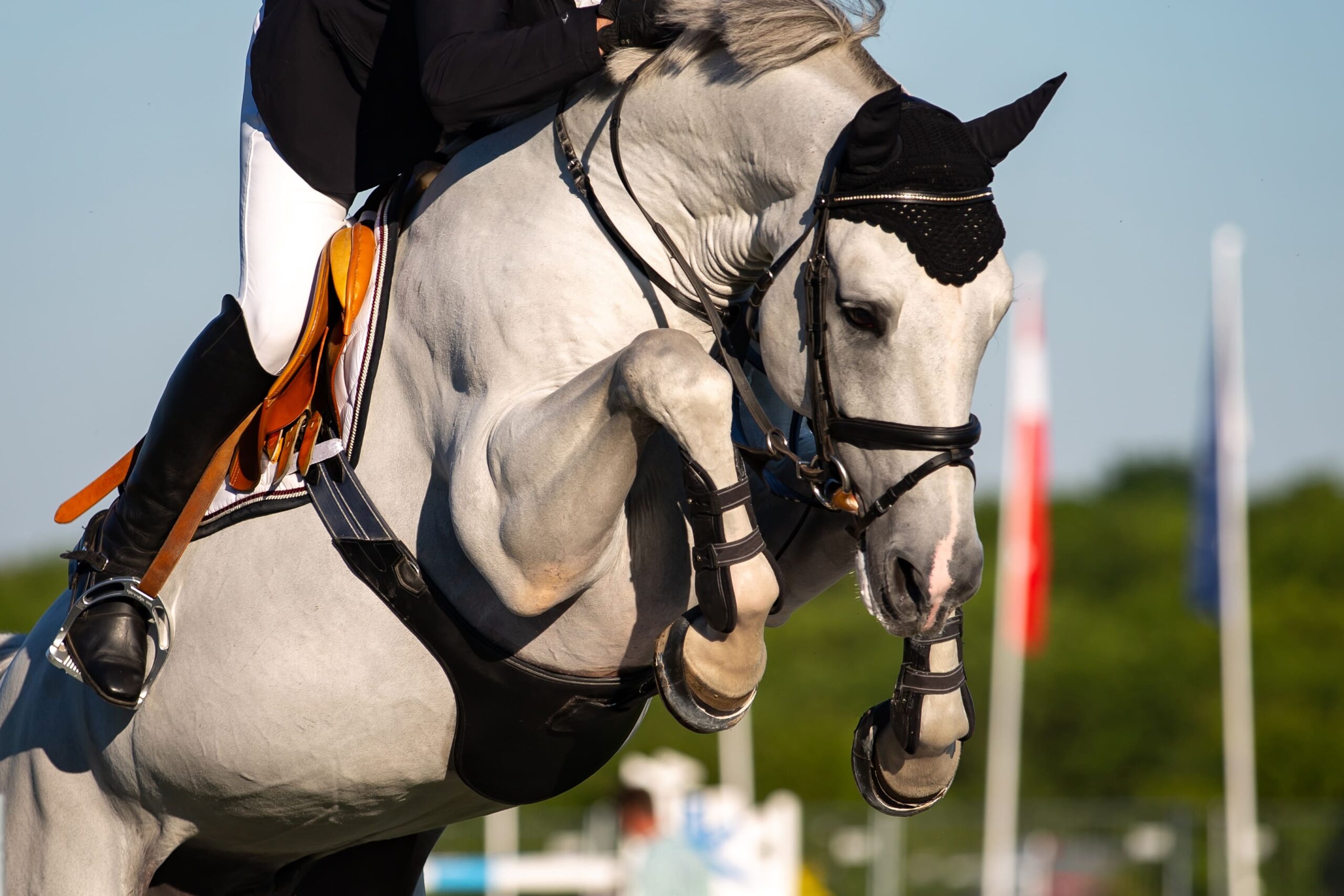 Alles over Winstpunten, Strafpunten en Uitsluiting in Eventing ...